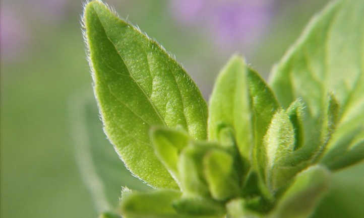 Growing Marjoram Herbs In The Garden • TasteAndCraze